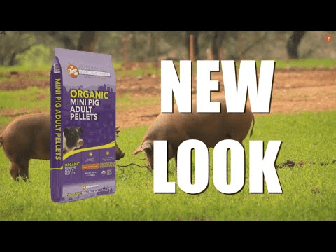 Buy Organic Adult Pig Pellets for Balanced Nutrition and Health