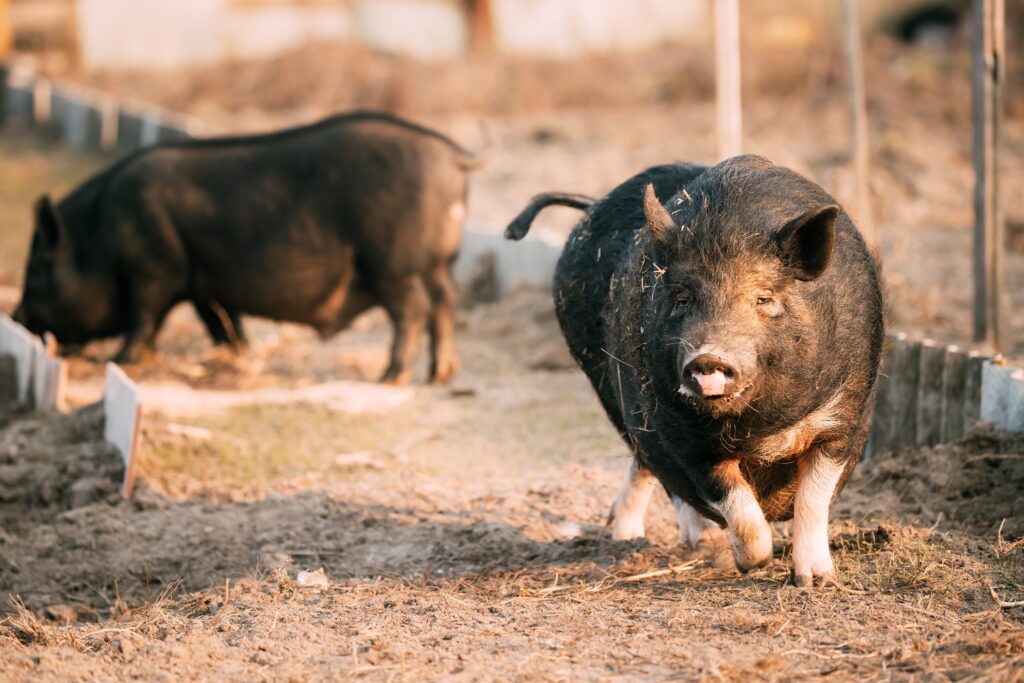 Buy Organic Adult Pig Pellets for Balanced Nutrition and Health