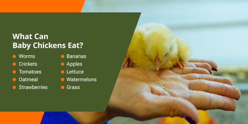 Types of Food Baby Chicks Can & Cannot Eat | Nature's Best