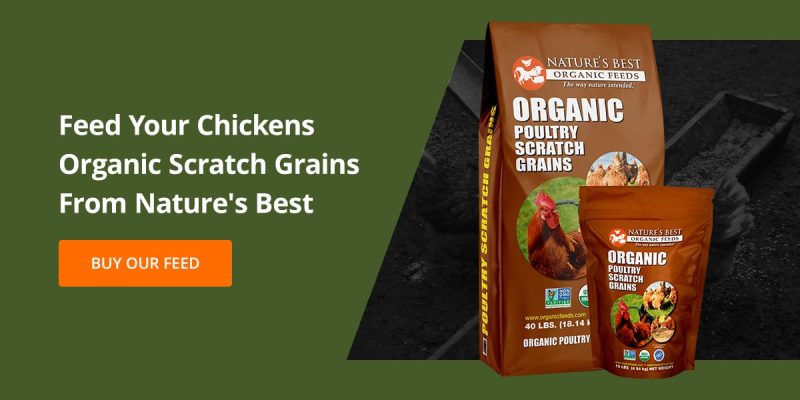 Are Scratch Grains Good for Chickens? | Blog | Nature's Best