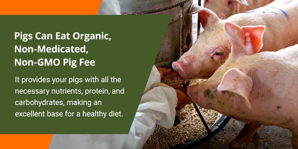What Pigs Can and Can't Eat | Nature's Best Organic Feeds