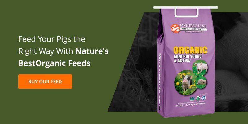 What Pigs Can and Can't Eat | Nature's Best Organic Feeds