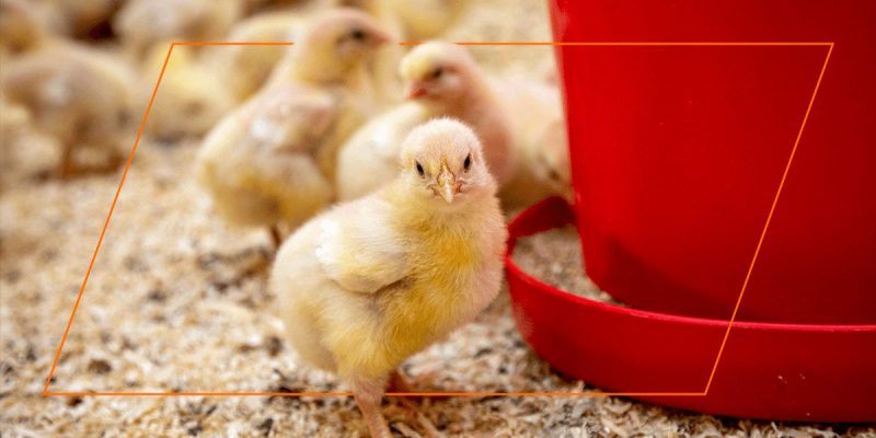 How Much to Feed Broiler Chickens | Daily Feed Consumption