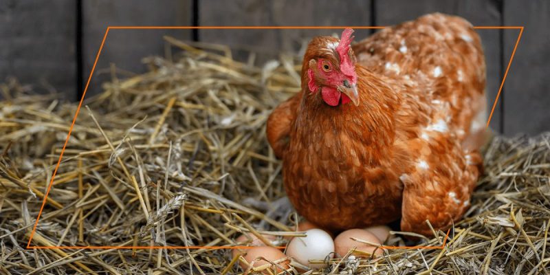What Is A Spring Chicken | Spring Chicken | Nature's Best