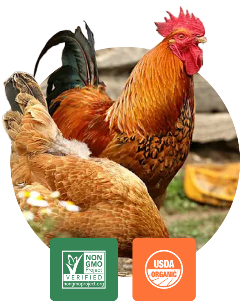Shop Organic Animal Feed | Nature’s Best Organic Feeds